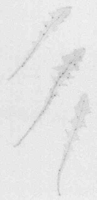 Autoradiographs of radioactive dandelion and horsetail from Fukushima ...